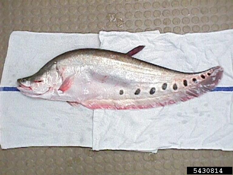 clown knifefish, Chitala ornata (Osteoglossiformes: Notopteridae) - 5430814