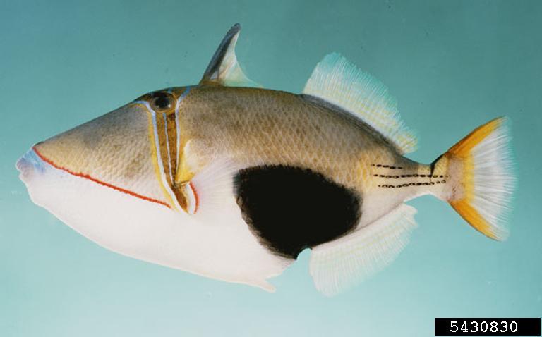 bursa triggerfish (Rhinecanthus verrucosus)