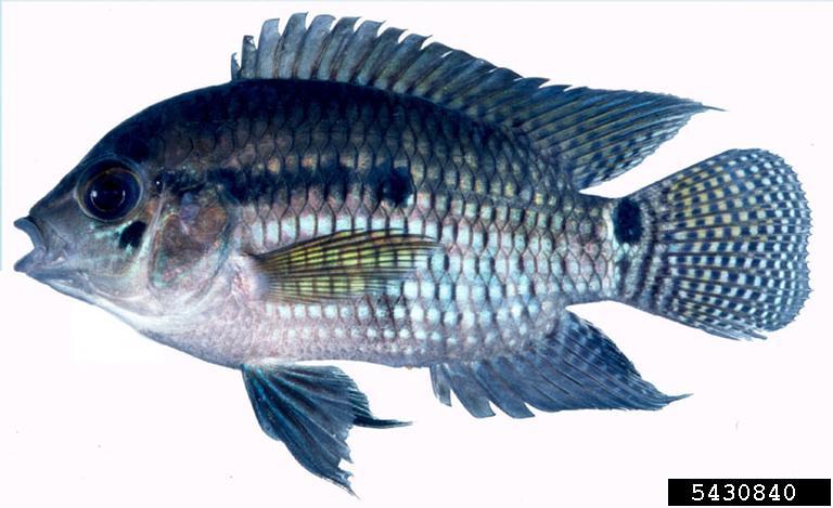 black acara (Cichlasoma bimaculatum (Linnaeus, 1758))