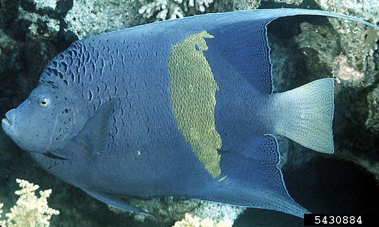 yellowbar angelfish (Pomacanthus maculosus (Forsskål, 1775))