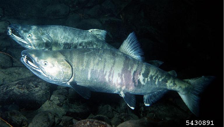 chum salmon, Oncorhynchus keta (Salmoniformes: Salmonidae) - 5430891