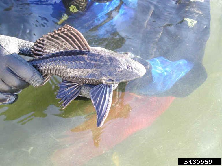 vermiculated sailfin catfish (Pterygoplichthys disjunctivus)