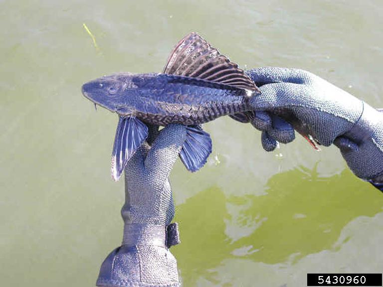 vermiculated sailfin catfish (Pterygoplichthys disjunctivus (Weber, 1991))