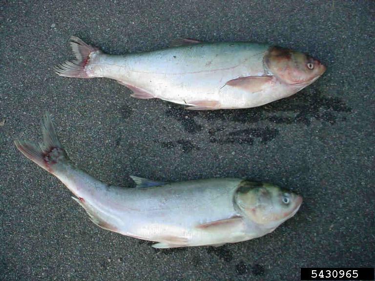 silver carp (Hypophthalmichthys molitrix (Valenciennes, 1844))