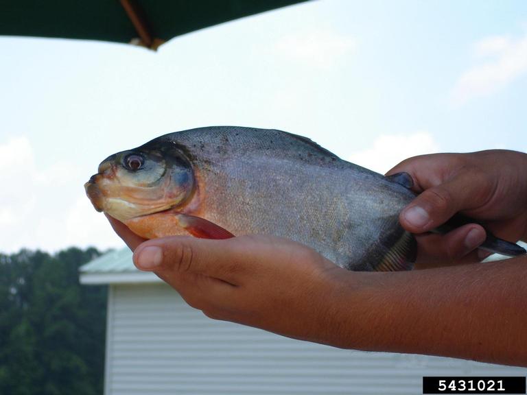 characins (Family Characidae)