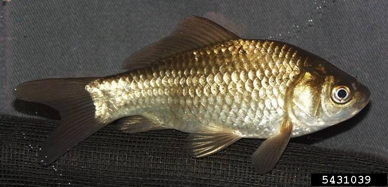 goldfish (Carassius auratus (Linnaeus, 1758))