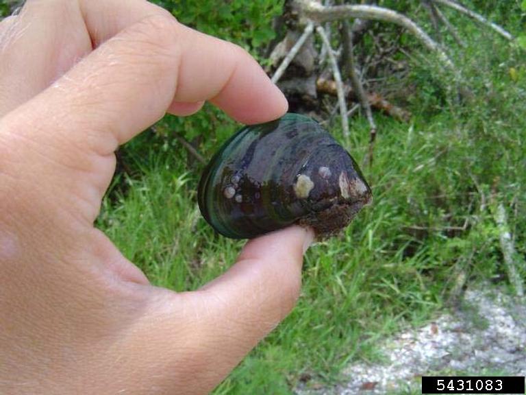 green mussel (Perna viridis (Linnaeus, 1758))