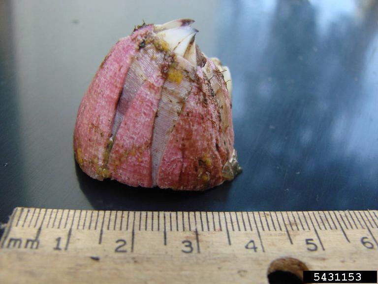 titan acorn barnacle (Megabalanus coccopoma (Darwin, 1854))