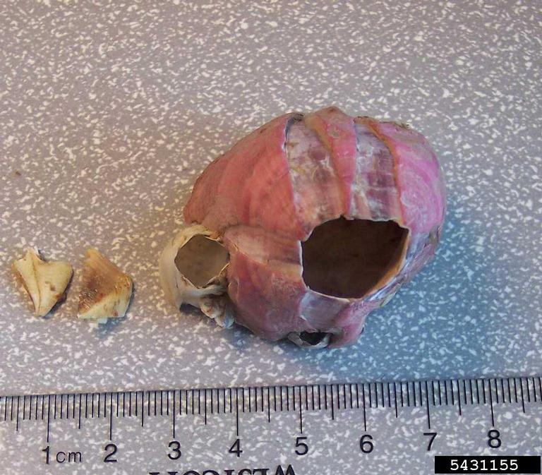 titan acorn barnacle (Megabalanus coccopoma (Darwin, 1854))