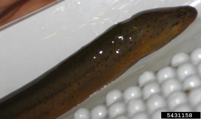 Asian swamp eel (Monopterus albus (Zuiew, 1793))