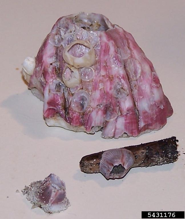 titan acorn barnacle (Megabalanus coccopoma (Darwin, 1854))