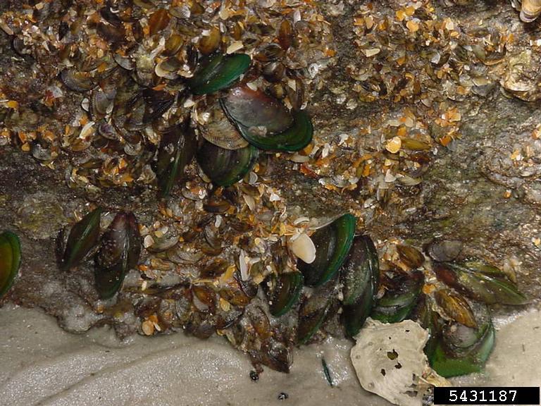 green mussel (Perna viridis (Linnaeus, 1758))
