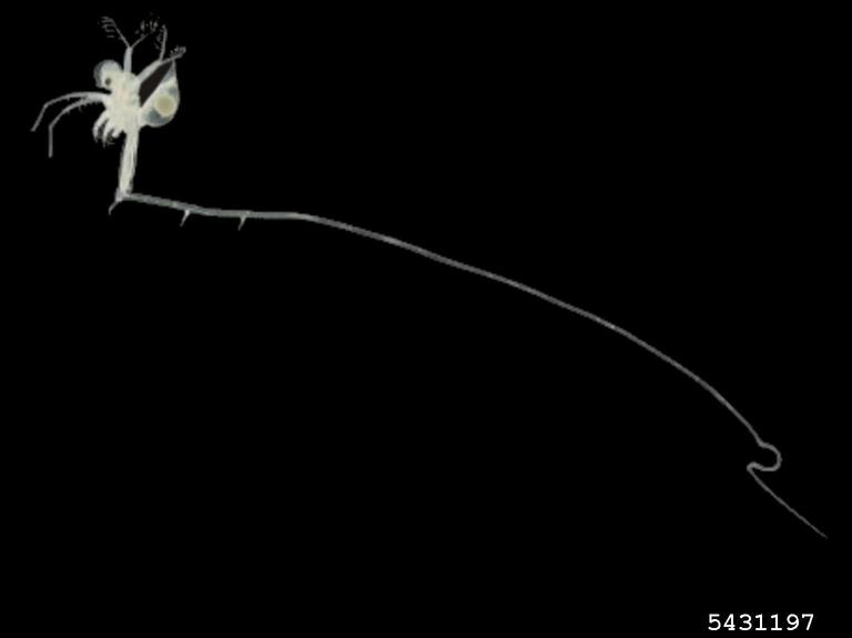 fishhook waterflea (Cercopagis pengoi)