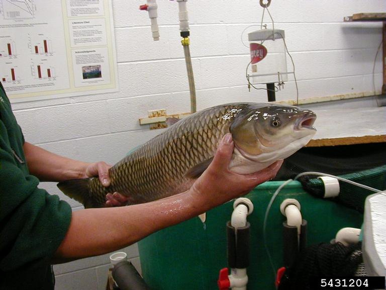 grass carp (Ctenopharyngodon idella (Valenciennes, 1844))