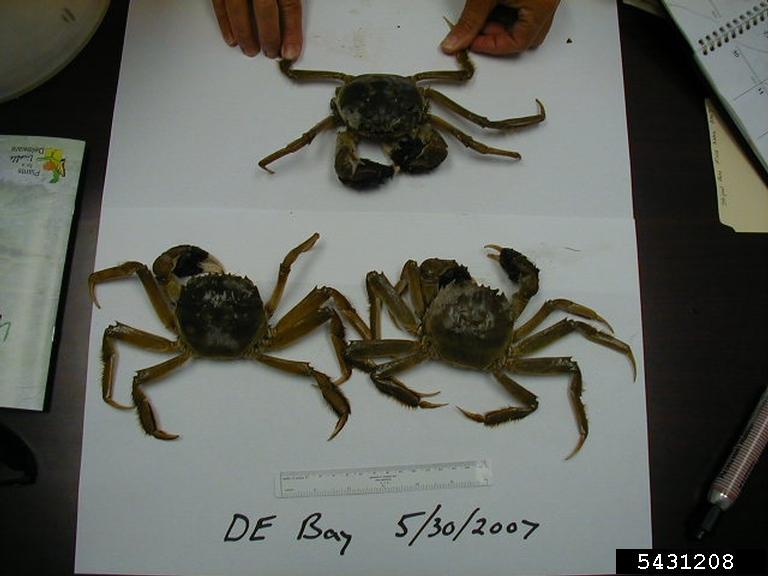 Chinese mitten crab (Eriocheir sinensis H. Milne Edwards, 1853)