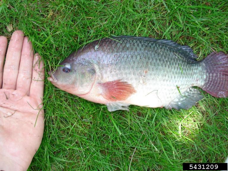 Nile tilapia (Oreochromis niloticus)