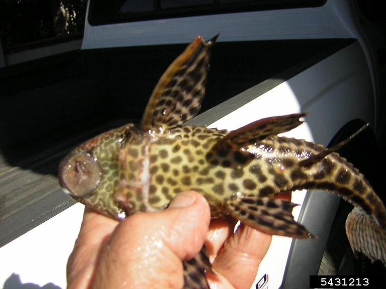 amazon sailfin catfish (Pterygoplichthys pardalis (Castelnau, 1855))