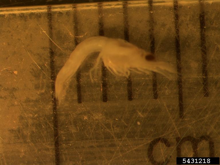 bloody red shrimp (Hemimysis anomala G.O. Sars, 1907)