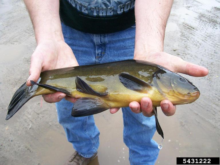 tench (Tinca tinca (Linnaeus, 1758))