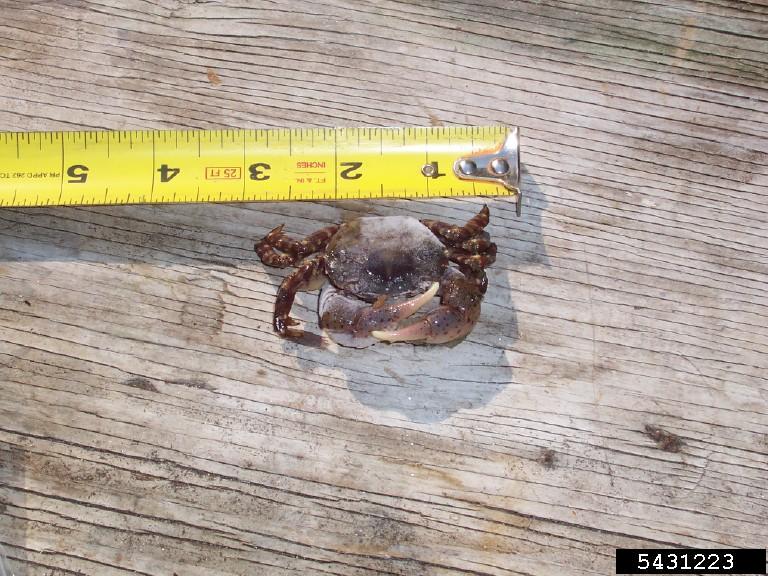 Asian shore crab (Hemigrapsus sanguineus (De Haan))