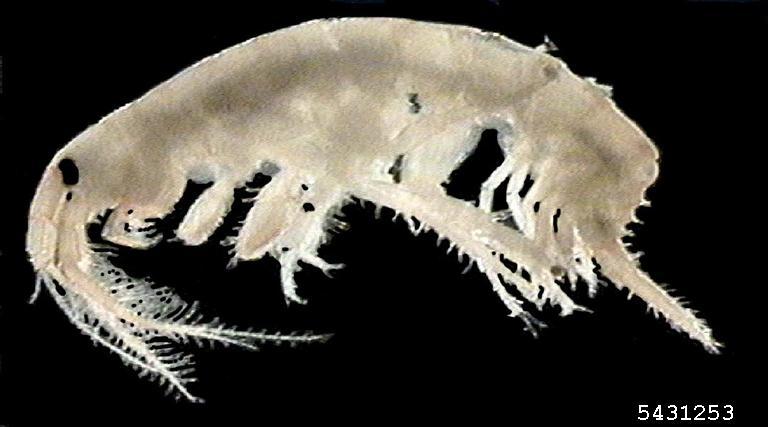 amphipod, Echinogammarus ischnus (Amphipoda: Gammaridae) - 5431253