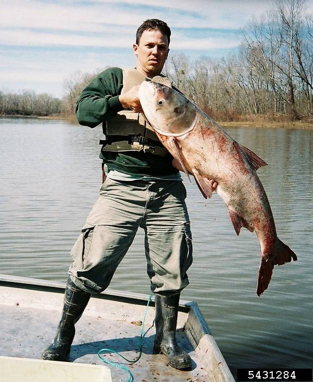 bighead carp (Hypophthalmichthys nobilis J. Richardson, 1845)