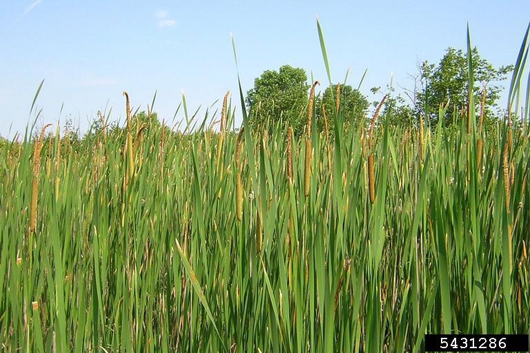 narrow-leaved cattail (Typha angustifolia L.)