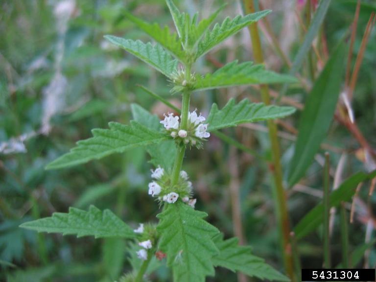 European bugleweed (Lycopus europaeus L.)