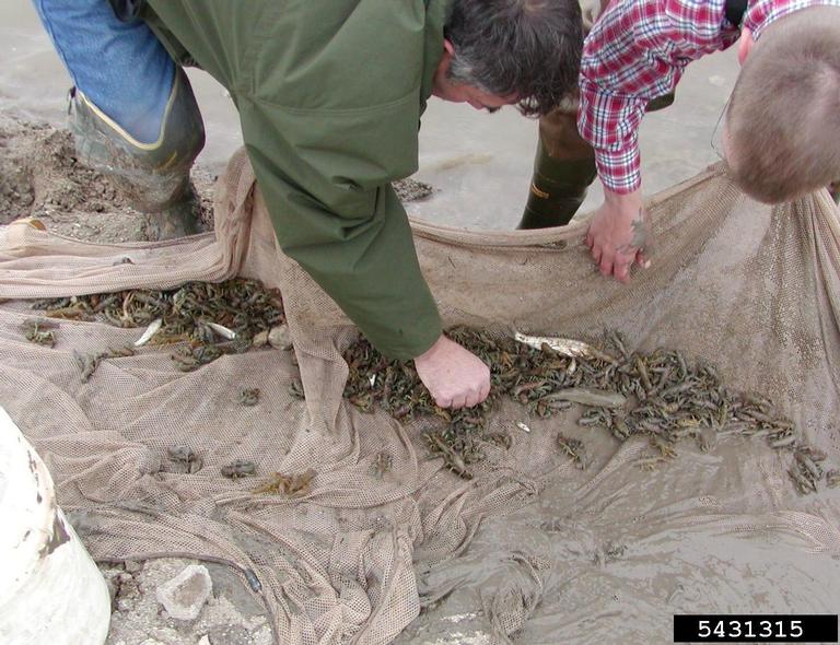 rusty crayfish (Faxonius rusticus), Faxonius rusticus (Decapoda ...