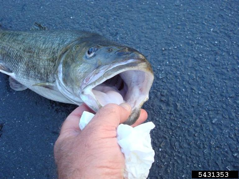 Sacramento pikeminnow, Ptychocheilus grandis (Cypriniformes: Cyprinidae ...