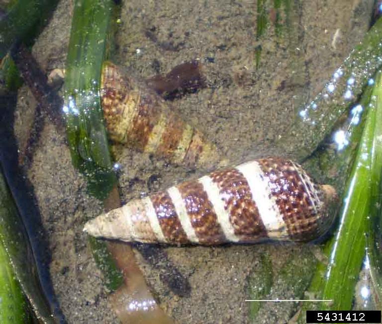 Japanese false cerith (Batillaria attramentaria (G. B. Sowerby II, 1855))