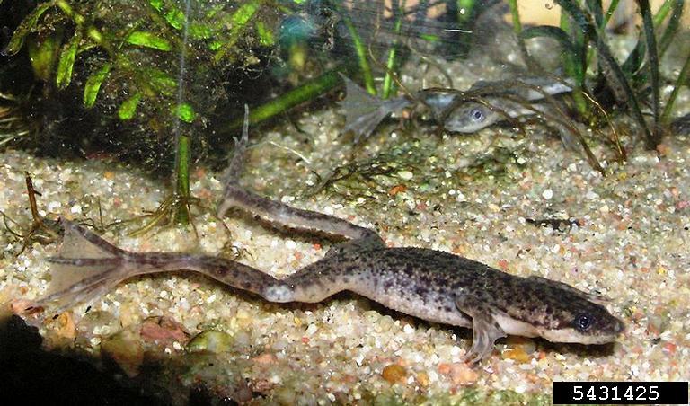 Congo dwarf clawed frog (Hymenochirus boettgeri (Tornier, 1896))