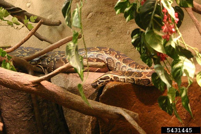 northern African python (Python sebae (Gmelin, 1788))