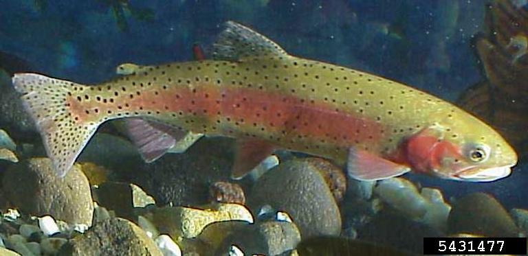cutthroat trout (Oncorhynchus clarkii (Richardson, 1836))