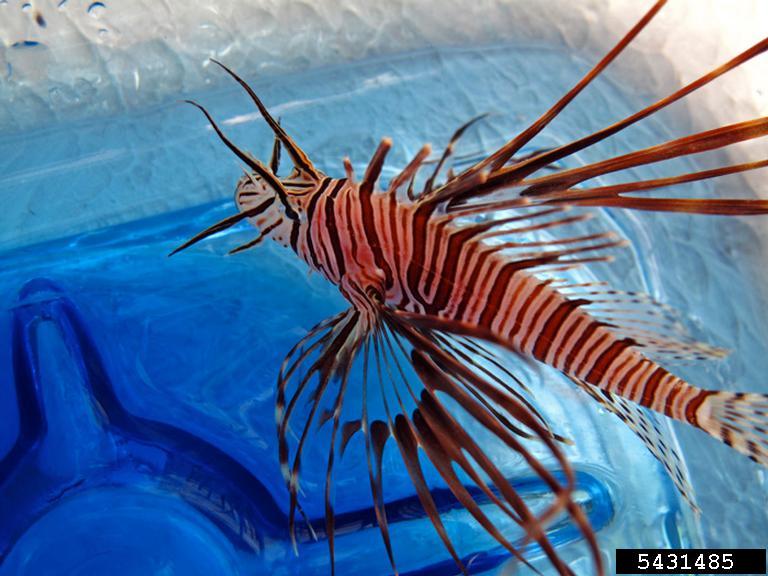 lionfish (Pterois volitans)