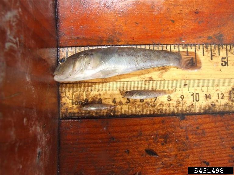 round goby (Neogobius melanostomus)