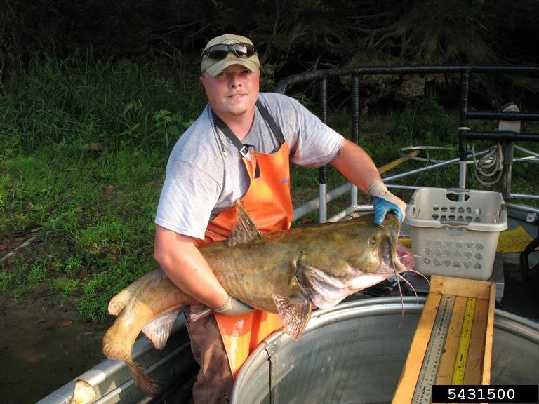flathead catfish (Pylodictis olivaris (Rafinesque, 1819))