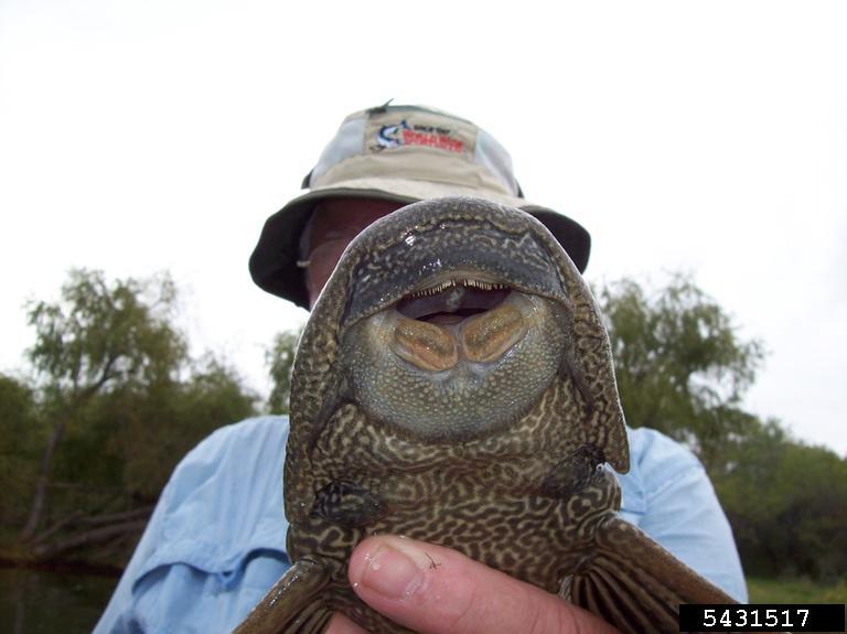 vermiculated sailfin catfish (Pterygoplichthys disjunctivus (Weber, 1991))