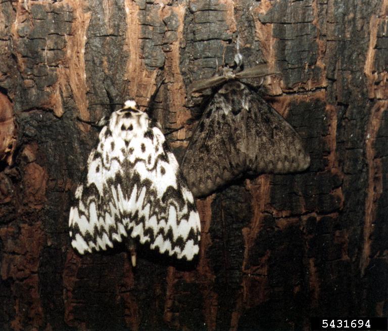 nun moth (Lymantria monacha (Linnaeus))