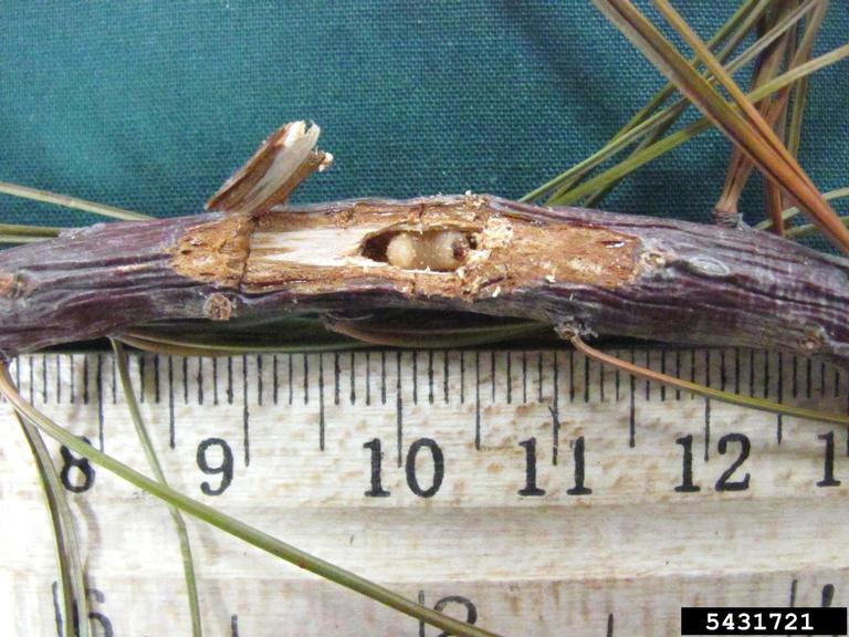 white pine weevil (Pissodes strobi (Peck, 1817))