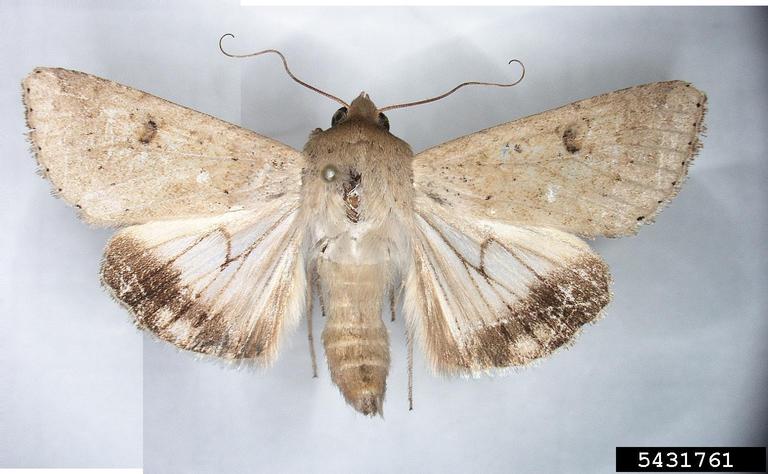 old world bollworm, cotton bollworm (Helicoverpa armigera (Hübner))