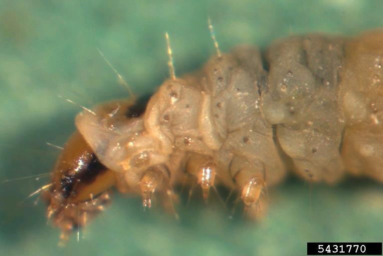 tomato leafminer, Tuta absoluta (Lepidoptera: Gelechiidae) - 5431770