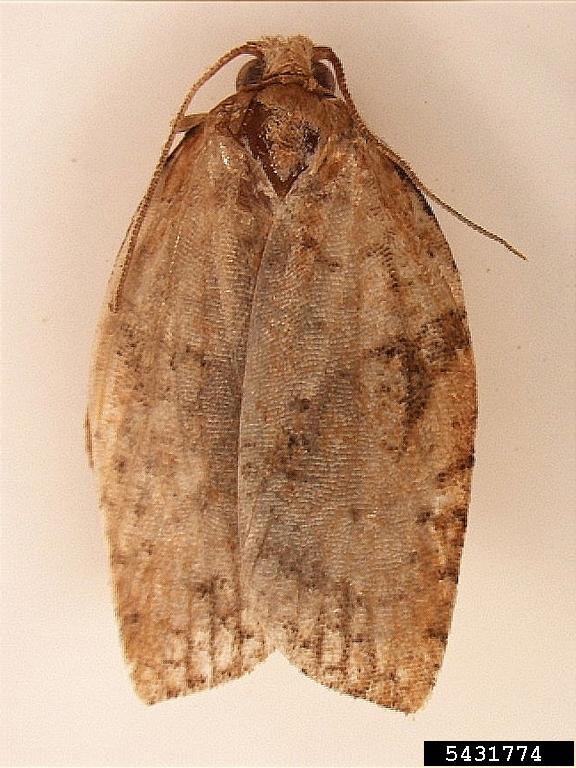 light brown apple moth (Epiphyas postvittana (Walker))