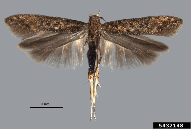 tomato leafminer (Tuta absoluta (Povolny))
