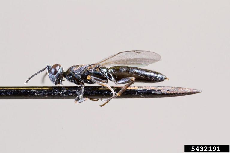 Eupelmid wasp (Calosota elongata Gibson, 2010)