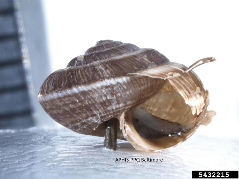 snails (Genus Cernuella Schlüter, 1838)