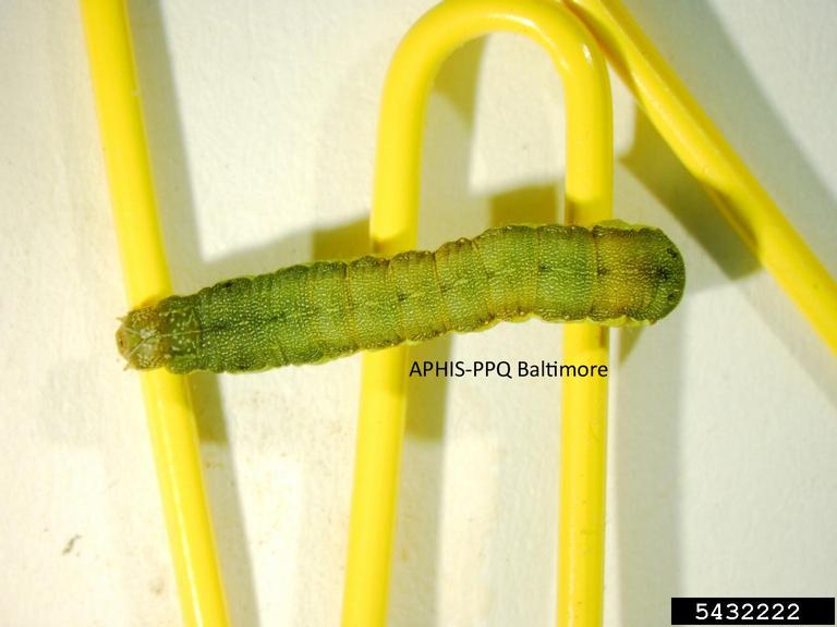 copitarsia worm (Copitarsia decolora)