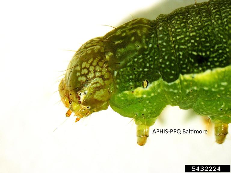 copitarsia worm (Copitarsia decolora (Guenée, 1852))