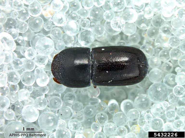 pitted ambrosia beetle (Corthylus punctatissimus (Zimmermann, 1868))