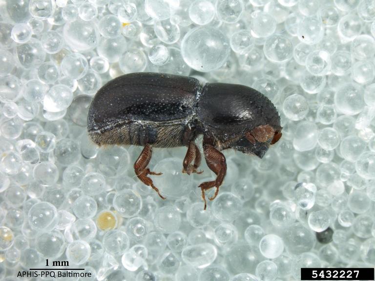 pitted ambrosia beetle (Corthylus punctatissimus)